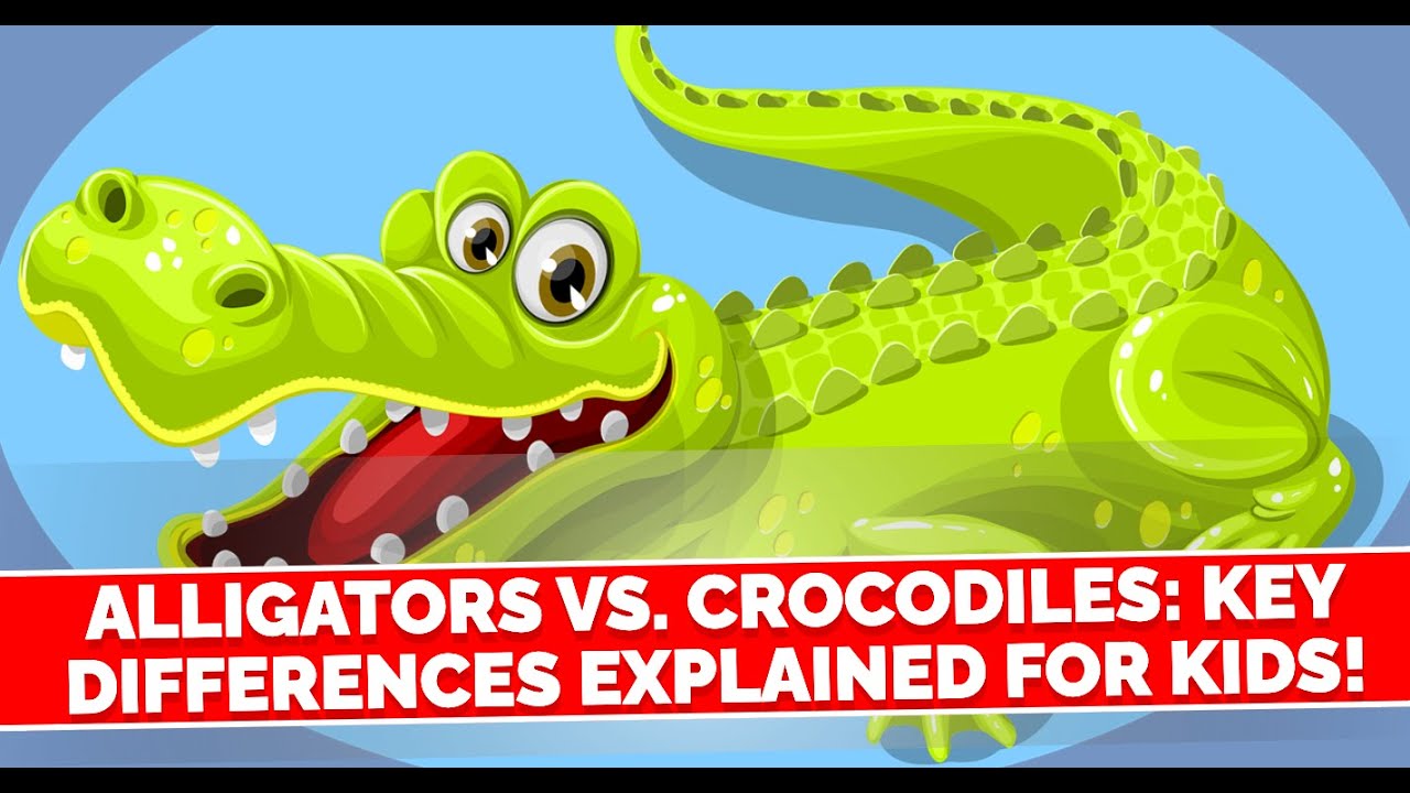 Alligators vs. Crocodiles: Key Differences Explained for Kids!