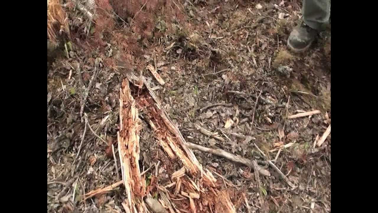 Different Forests, Different Management