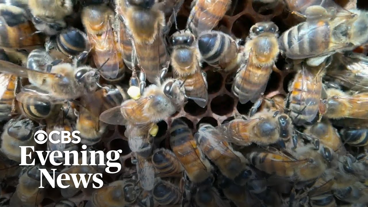 Hundreds of millions of bees mysteriously dying