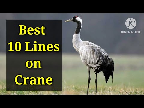 Crane/10 Lines on Crane in English/Essay on Crane/Few Lines on Crane/Paragraph on Crane/#crane