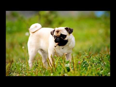 10 OF Animals Wallpaper HD | part 1#