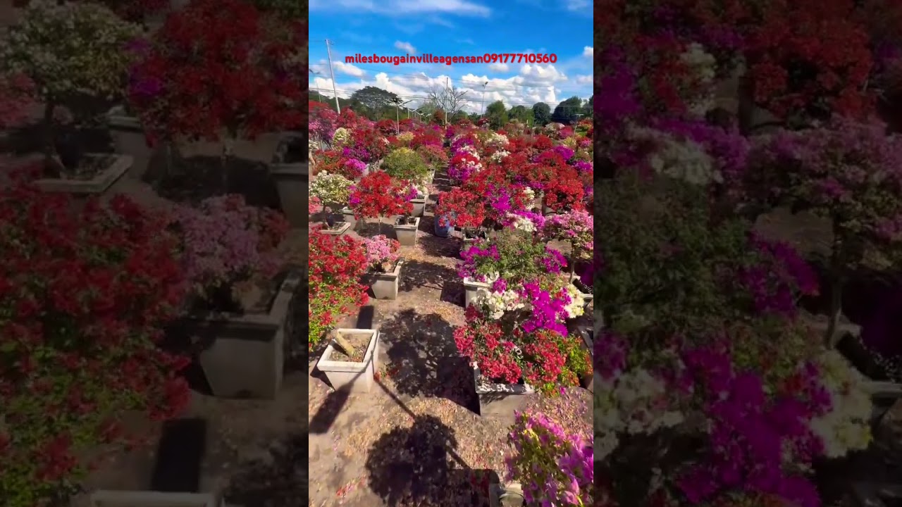 how to buy bougainvillea online safely and avoid scams