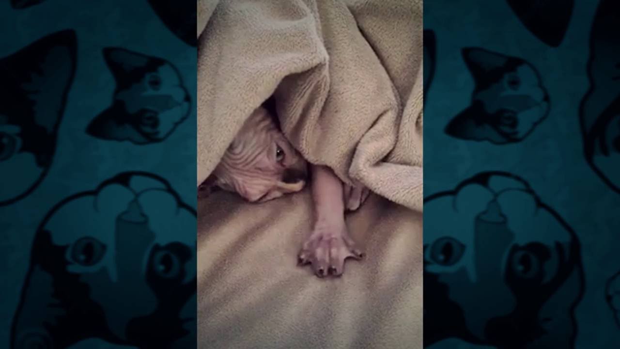 Funny Cat GIFs Reciting Famous Movies [GIFs with sound]