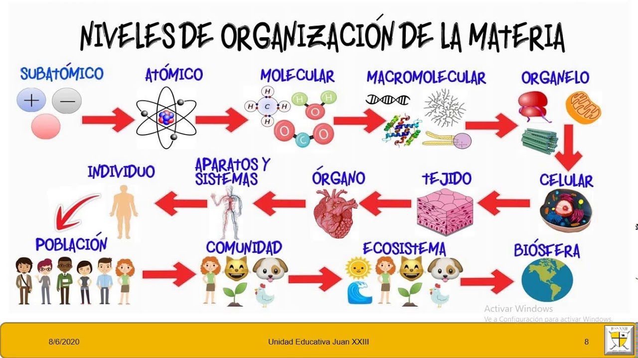 La Célula y los niveles de organización celular BIOLOGÍA 9 6 2020