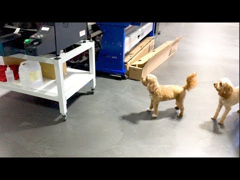 Dogs vs a DTG printer: International Bring Your Dog to Work Day