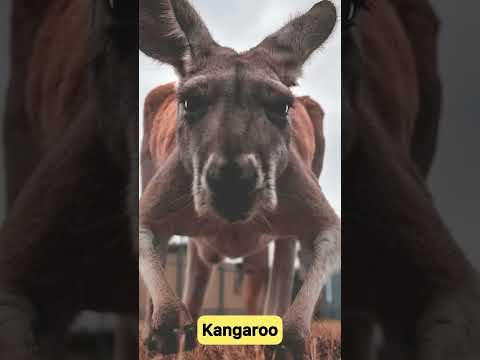 K - Kangaroo, write 3 more animals starting with the letter K! #alphabetlore #letters