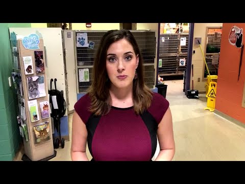 Reporter Update: Lindsay Ward - Over 100 Dogs Rescued From Home