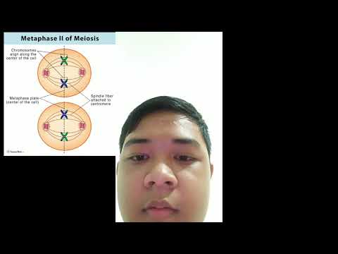 Science | About Meiosis | June 06, 2021