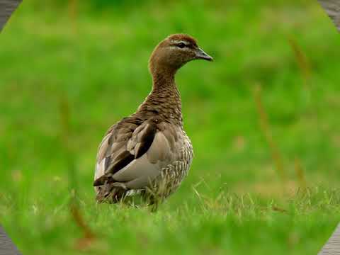 Austr. wood duck - Manengans - ( Female )