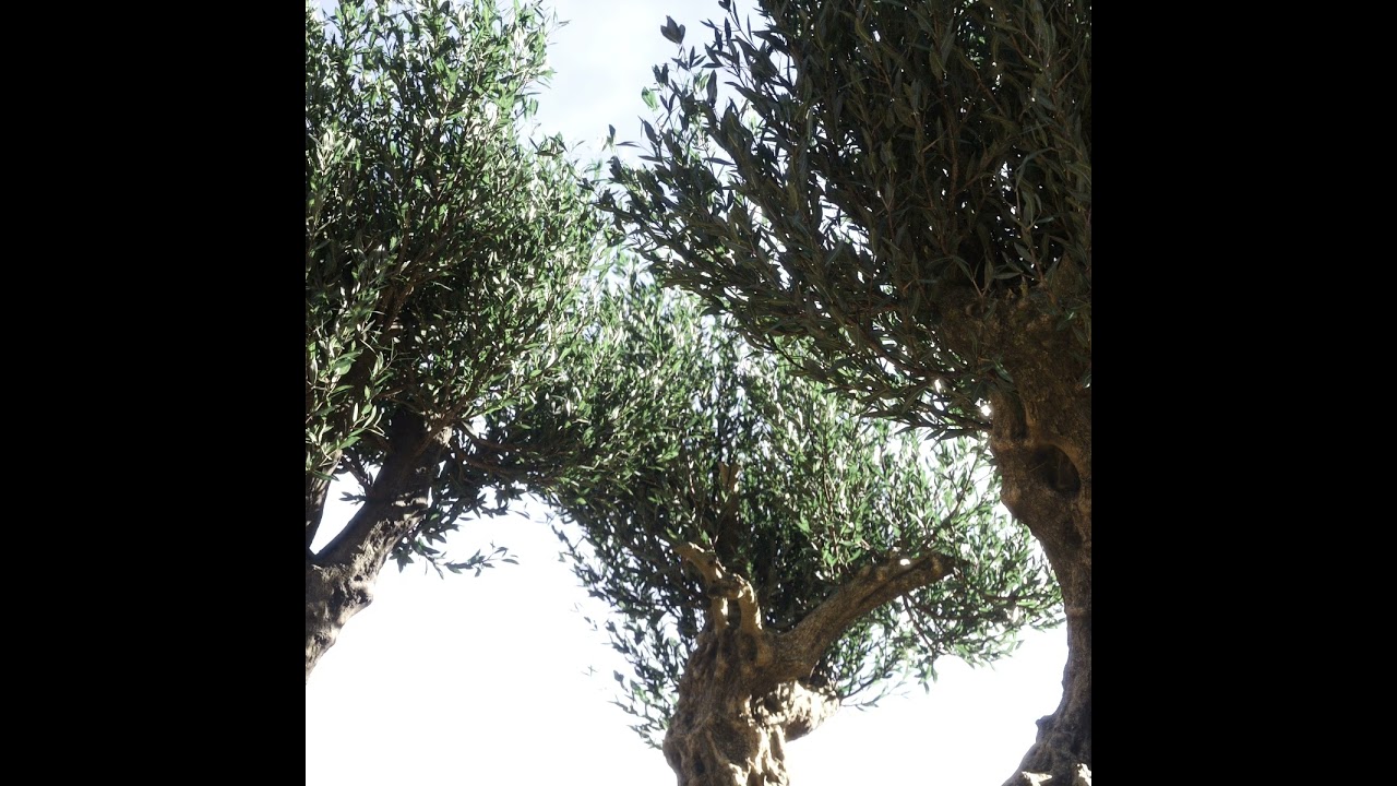 3D Animated Photorealistic Olive Trees