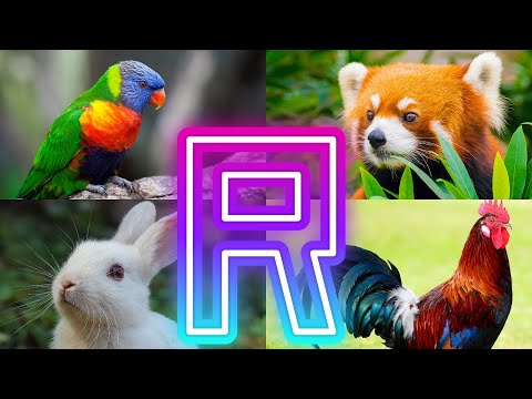 Roaming the Wild: Fascinating Animals and Birds Starting with R!