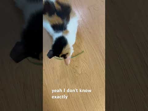 Latte calico cat and her new favorite all natural cat treat #catgrass #cat #pet #furbaby #calicocat