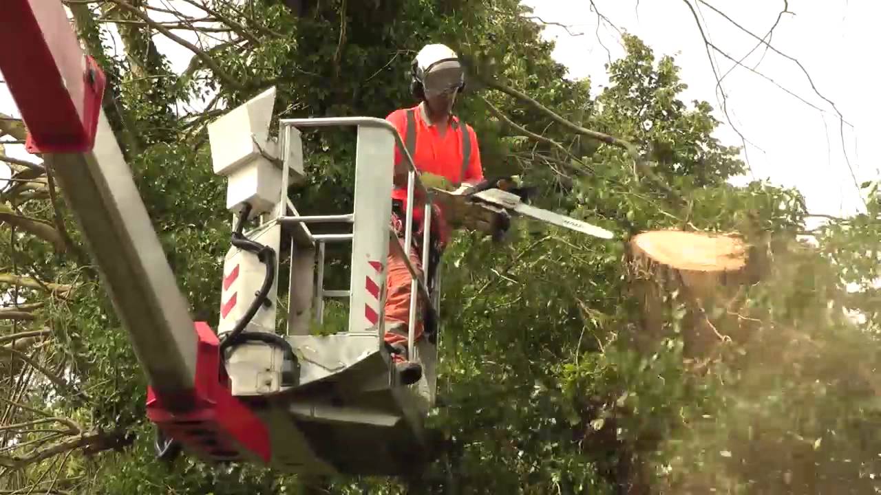 First Class Tree Surgery and Landscaping in Suffolk - DM Tree & Landscape