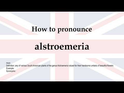 How to pronounce 'alstroemeria' + meaning