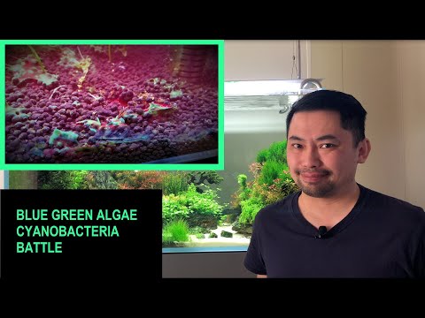 Blue Green Algae Cyanobacteria Battle