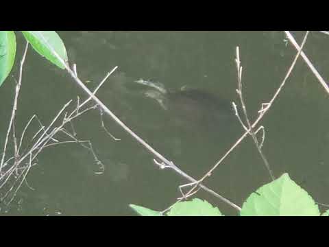 Apalone Spinifera Pallida (Pallid Spiny Softshell) Turtle
