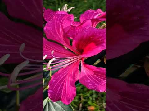 Butterfly & Flowers: #butterflies #butterfly #flowers #flower #nature #naturelovers #beautiful