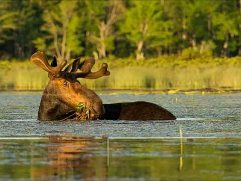 Moose Photography Workshop for Women