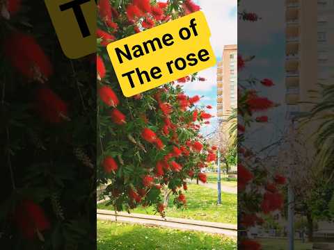 The Name of The Rose ~ ~ El Nombre de La Rosa - #traveling #explore