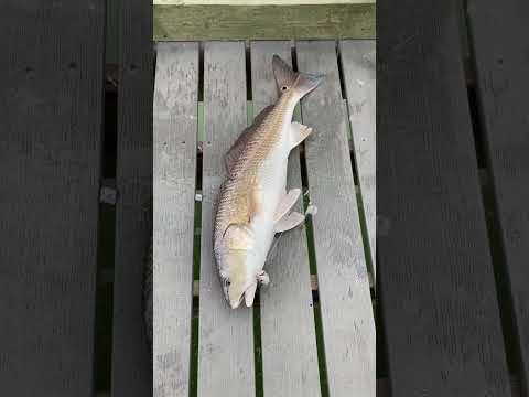 33” Redfish at Port Mansfield texas #simplyvideos3910 #Saltwaterfishing