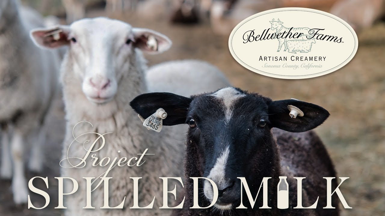 Bellwether Farms: Project Spilled Milk