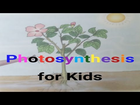 Photosynthesis | Photosynthesis in Plants | Photosynthesis for Kids | What is Photosynthesis