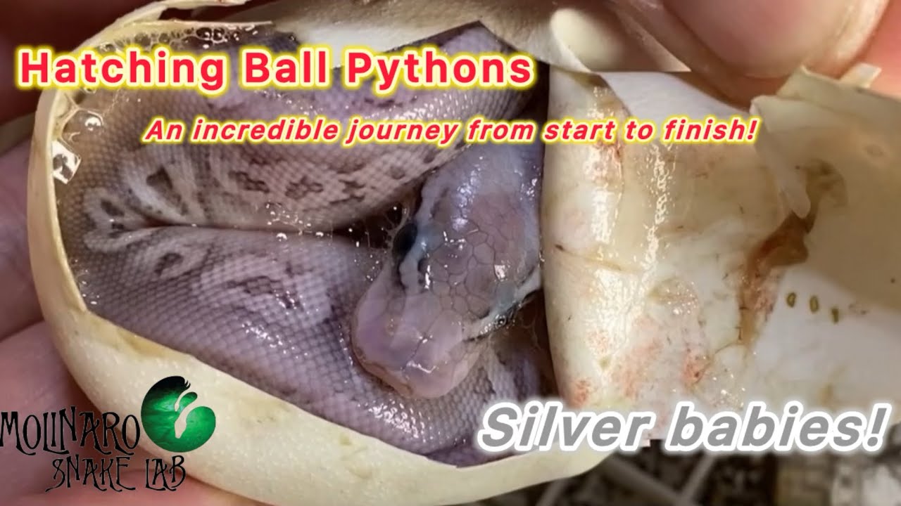 Hatching Ball Pythons: An incredible journey from start to finish