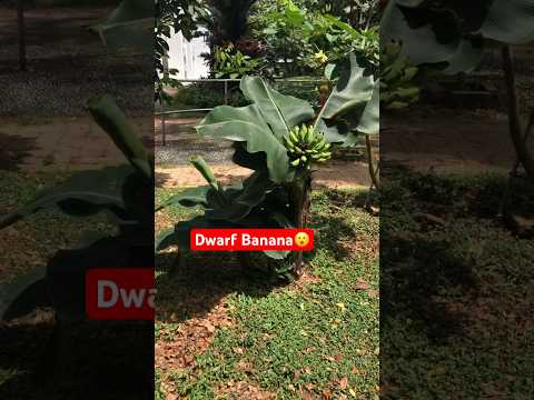 This is amazing dwarf banana has fruits