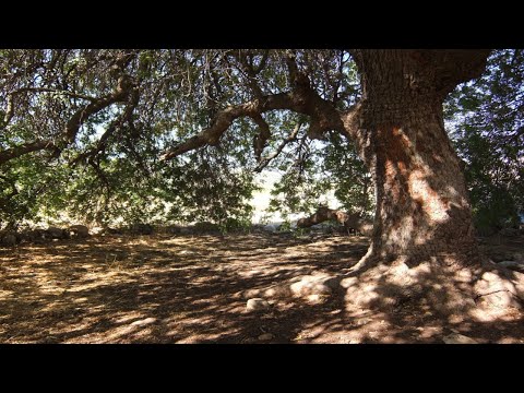 Terebinth Trees and Their Significance in the Bible