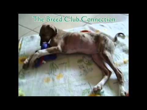 Azawakh Puppies