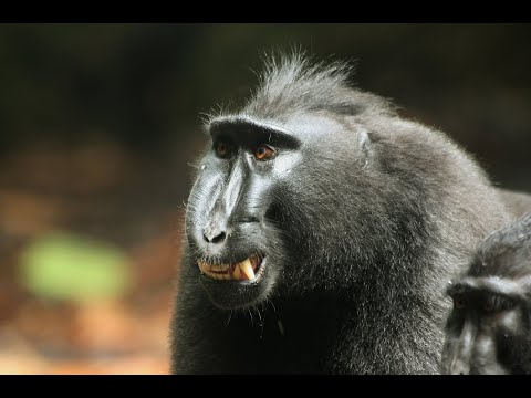 Silent bared-teeth (affiliative)