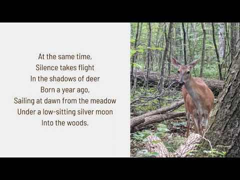 Talk of the Bear - Sandy Carlson, Poet Laureate, Woodbury, CT