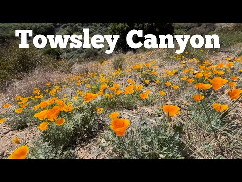 Hiking guide to Towsley Canyon in Santa Clarita