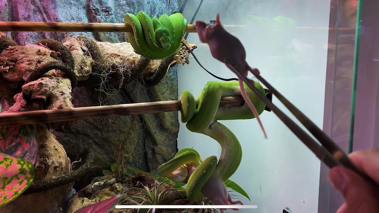 Feeding Green Tree Python Collection