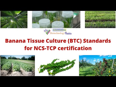 Banana Tissue Culture (BTC) Standards for NCS-TCP micropropagation certification