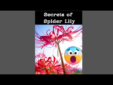 Spider Lily Meaning - Why It is Called Flower Of Death In JAPAN #shorts