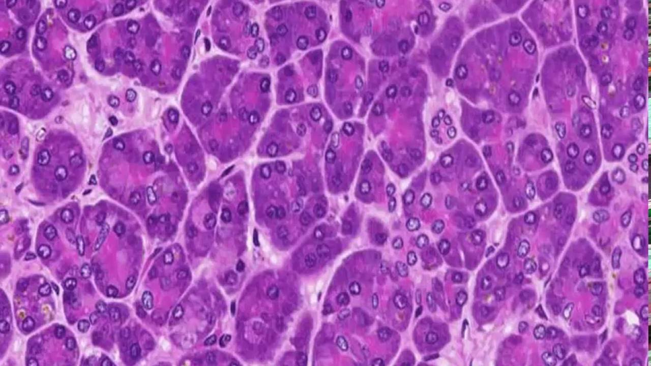 Histology of the Pancreas: Endocrine and Exocrine