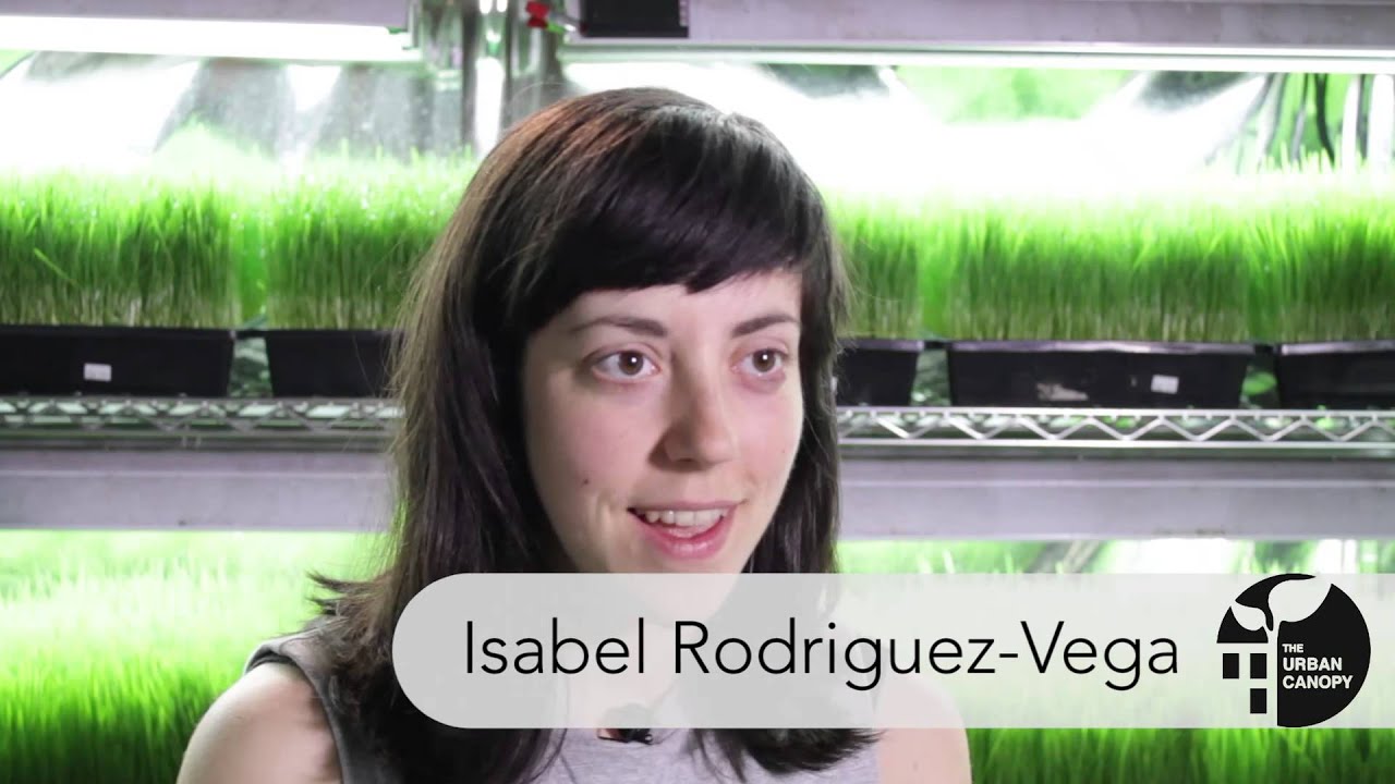 An Overview of The Urban Canopy