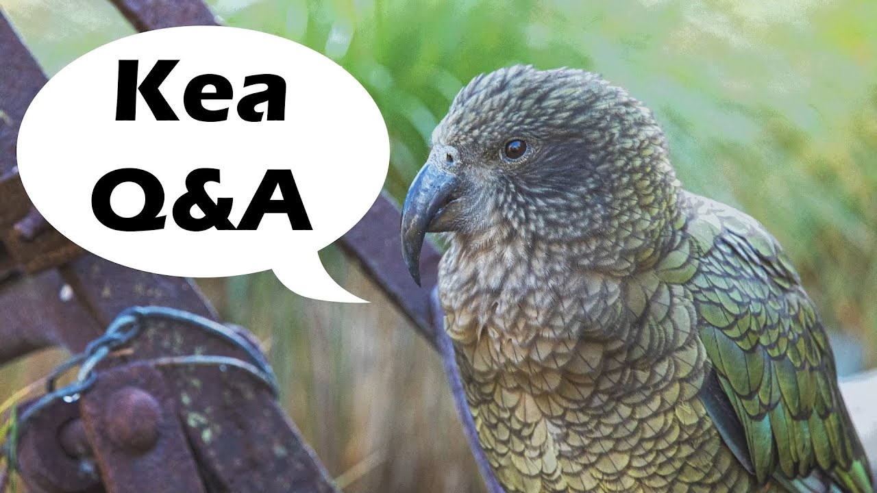 Answering Viewer Questions about Kea