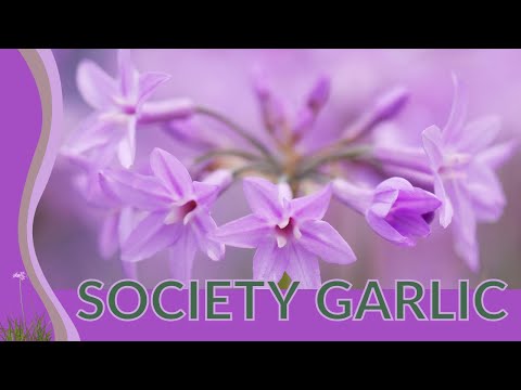 The Only SOCIETY GARLIC Video You Need to Watch! (Tulbaghia violacea)