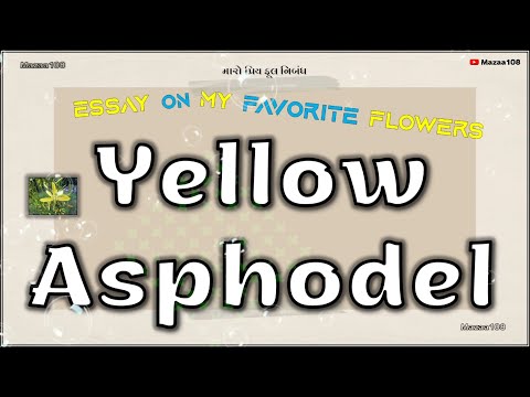 Yellow Asphodel Flower | Essay on Yellow Asphodel Flower | My Favourite Flower Yellow Asphodel