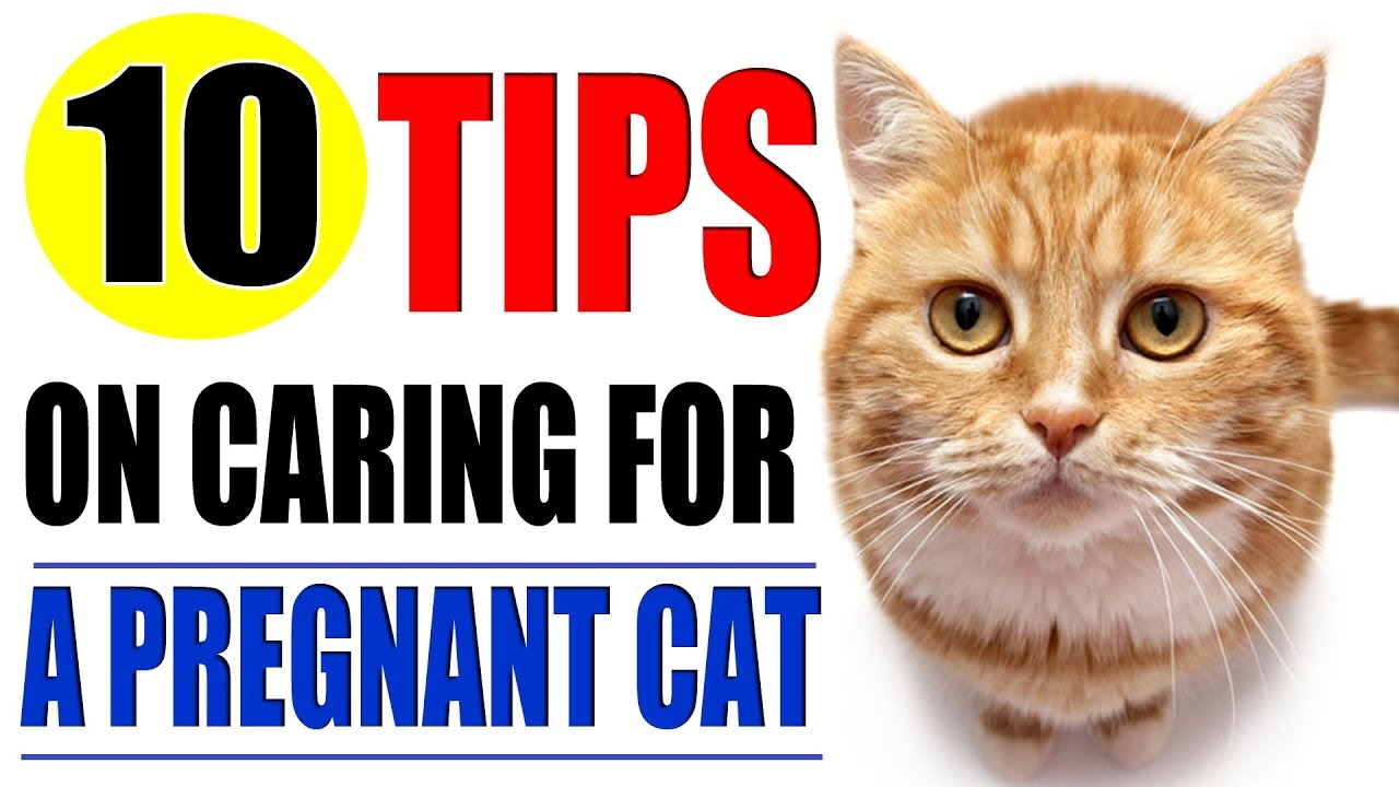 Pregnant Cat - Ten Tips On Caring For A Pregnant Cat