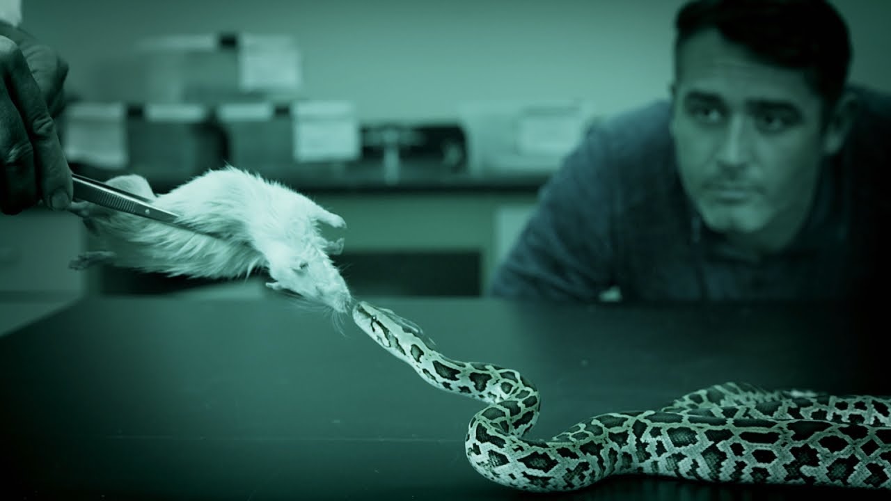 Watch A Python Strike And Wrap Around Its Prey In Less Than One Second