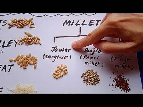 Cereals And Millets of India (Ragi, Bajra, Jowar, Oats, Barley, Wheat, Rice)