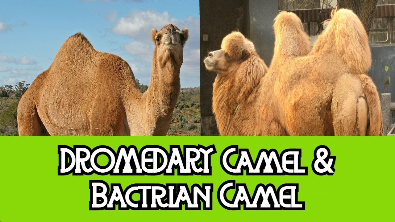 Dromedary Camel & Bactrian Camel - The Differences