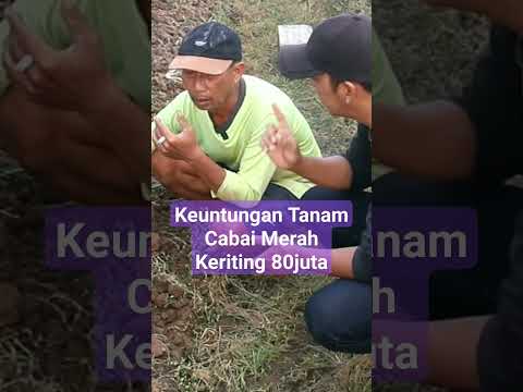 Keuntungan Tanam Cabai Merah Keriting 80juta