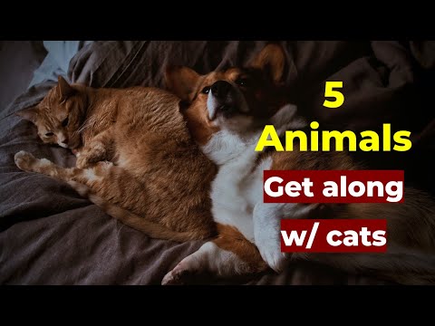 5 Animals Get Along with Cats