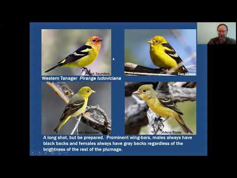 Mini-Tutorial: Tanagers