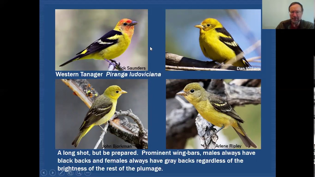 Mini-Tutorial: Tanagers