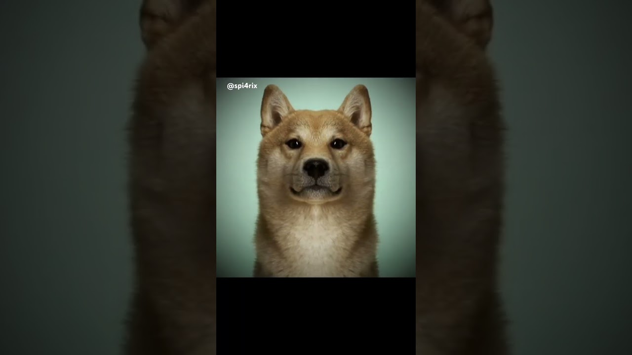 Dog after using lookmaxing pdf 🗿